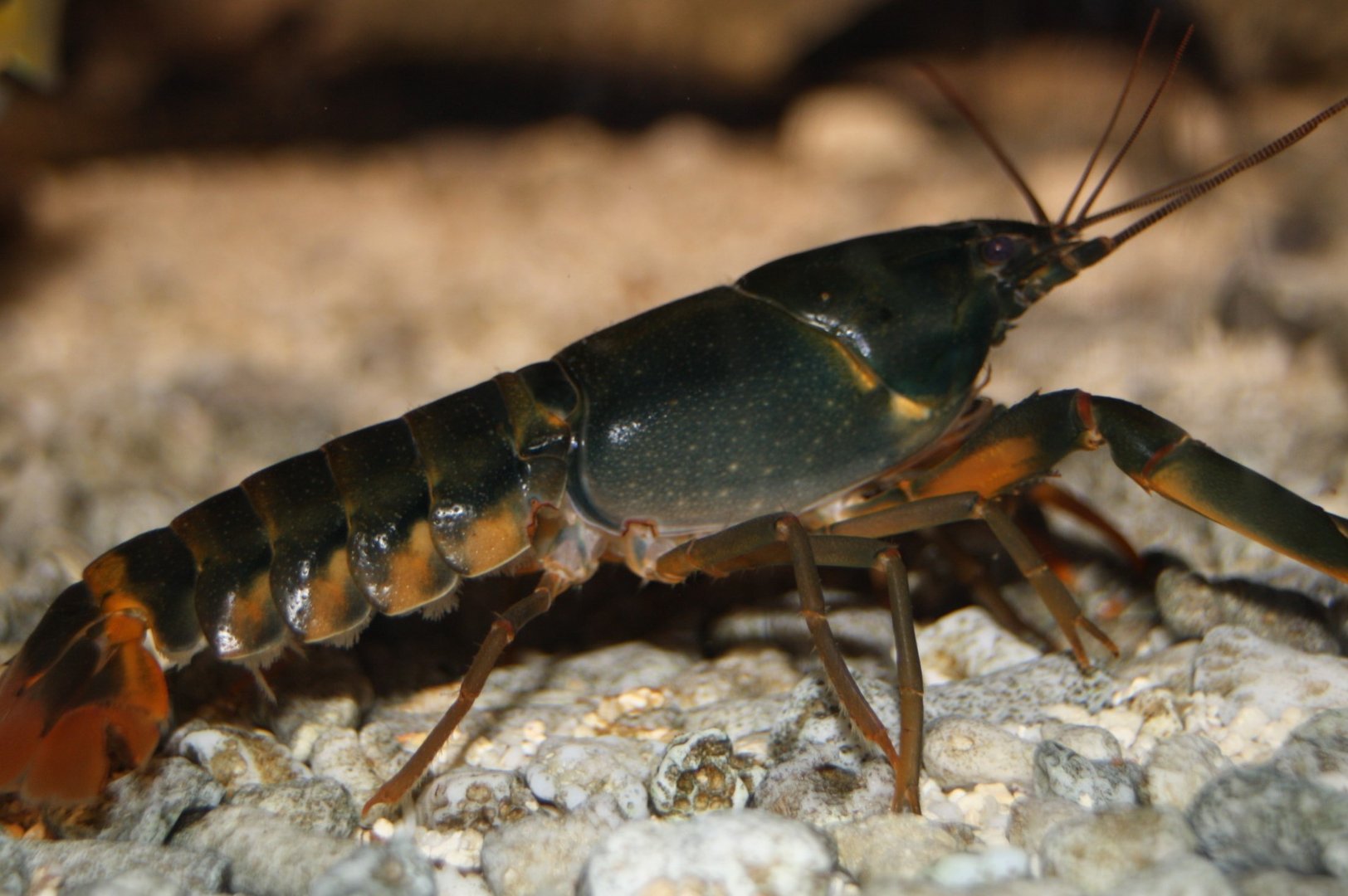 "orange tip" Krebs (Cherax snowden) | SW10223